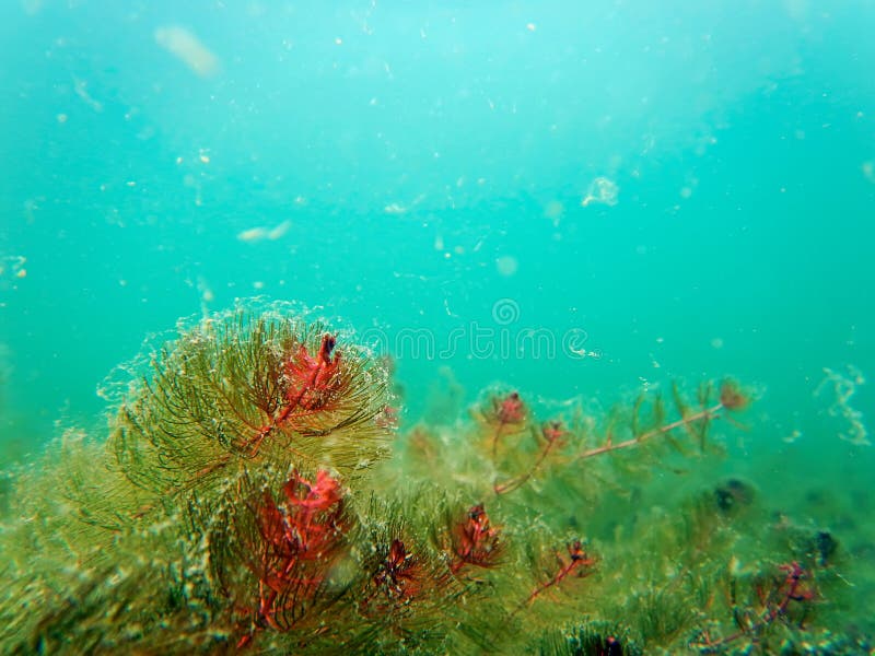 Freshwater Underwater Scene Freshwater Rivers and Lakes Stock Image ...