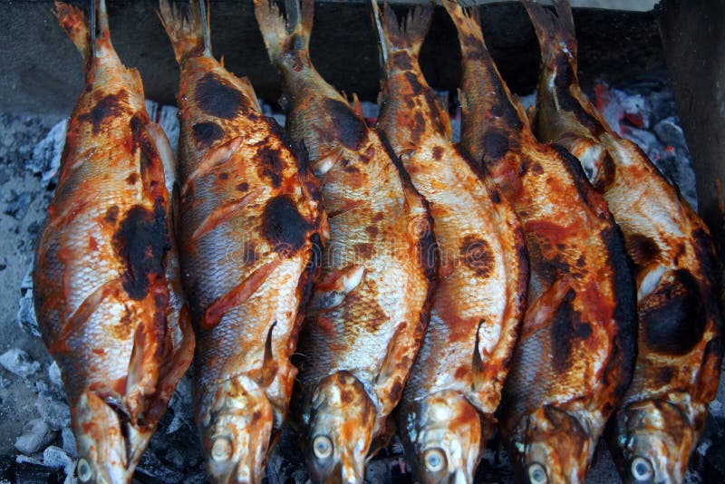 Freshwater Whitefish Coregonus Lavaretus at Lake Sevan Stock Image - Image of fishing, silver ...