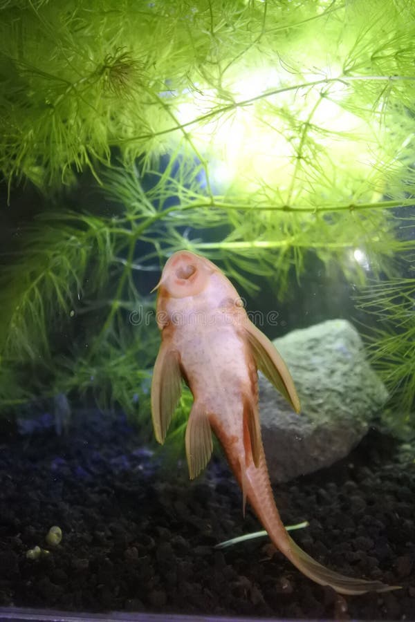 Freshwater Young Albino Broom Broom Fish Stock Image - Image of albino ...