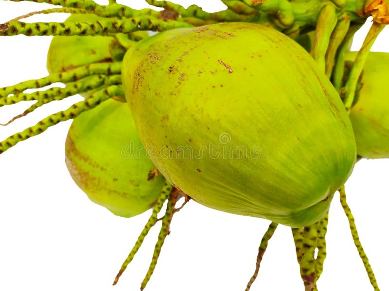 Freshy coconut texture stock photo. Image of green, tree - 191068020
