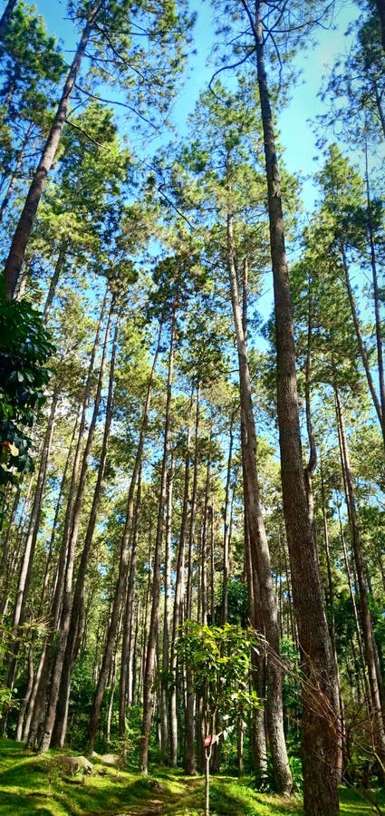 Freshy greeny land stock photo. Image of autumn, branch - 269818136