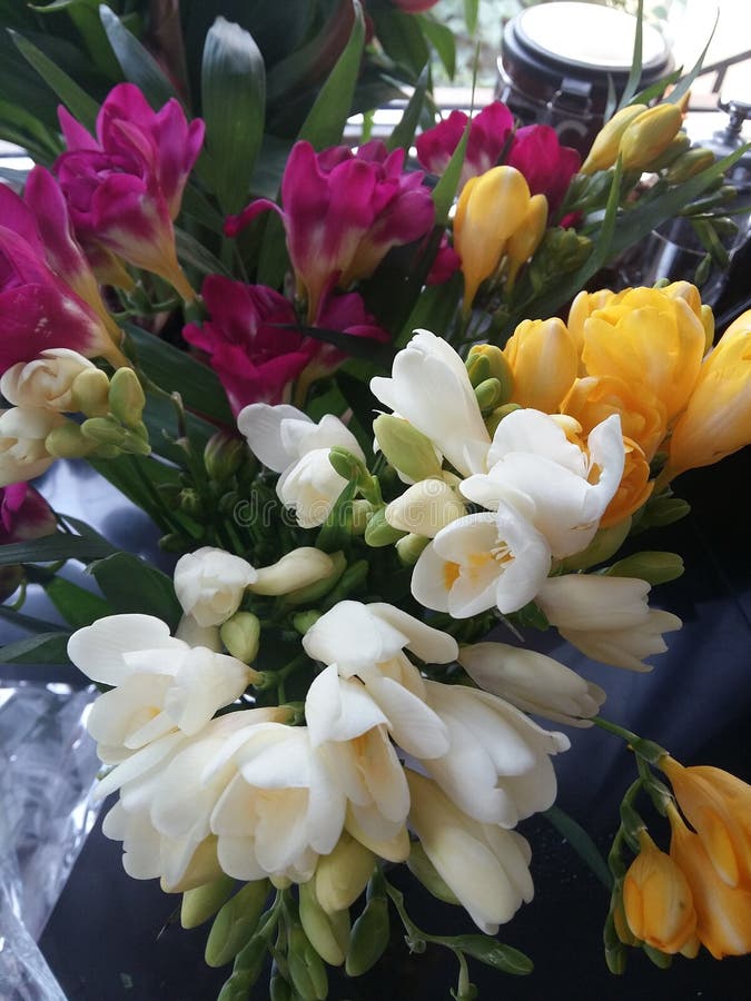 Fresia stock photo. Image of beatiful, colour, fresia - 54716670