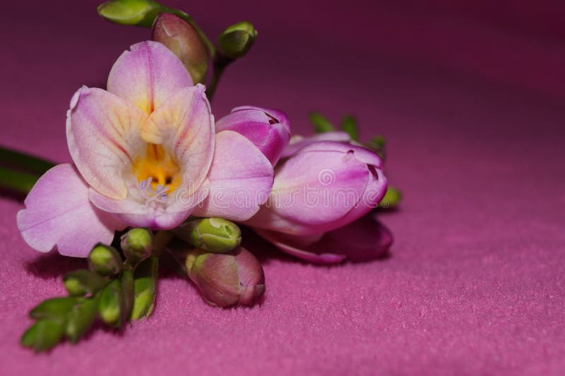 Fresia rosa immagine stock. Immagine di rosa, freschezza - 83498759