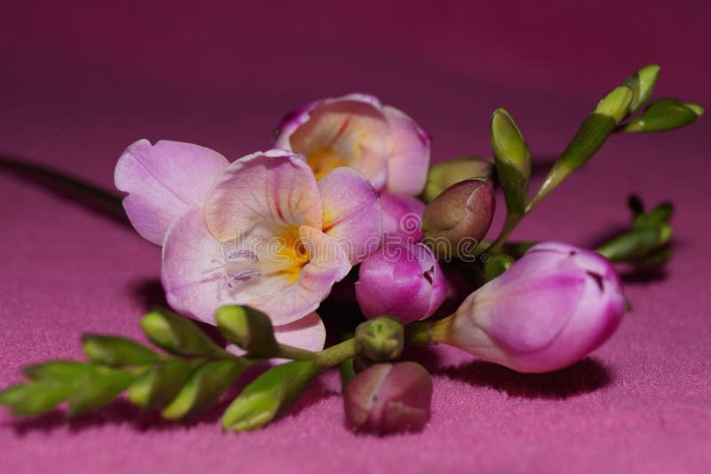 Fresia rosa immagine stock. Immagine di rosa, freschezza - 83498759