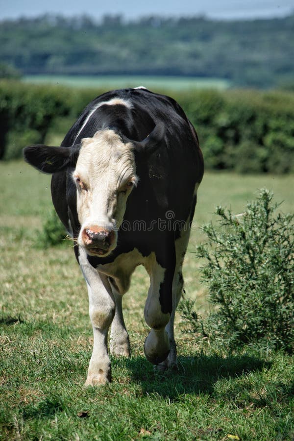 Fresian Cow Roaming in Rural Pasture Stock Photo - Image of mammal ...