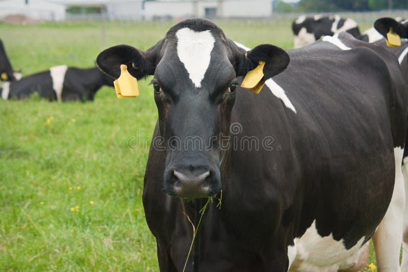Fresian Cow stock image. Image of green, field, bovine - 200554533