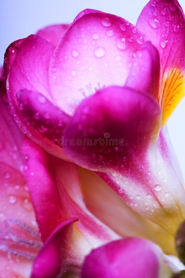 Fressia stock image. Image of nature, leaf, isolated, life - 1908829