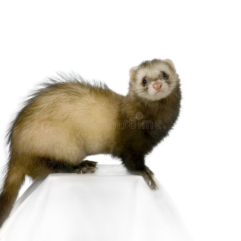 Fret stock afbeelding. Image of familie, vriendschap, leuk - 2303695