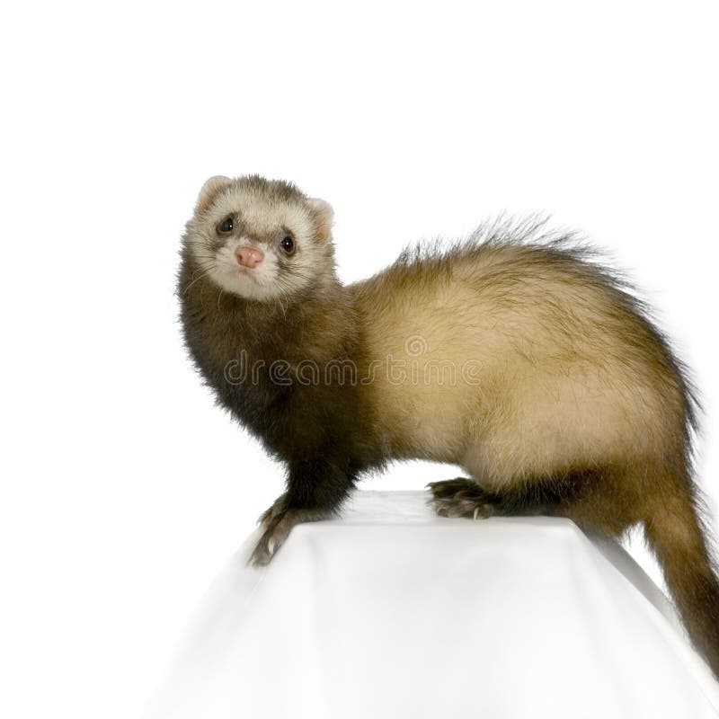 Frettje stock afbeelding. Image of zoogdier, fret, binnenlands - 2303711