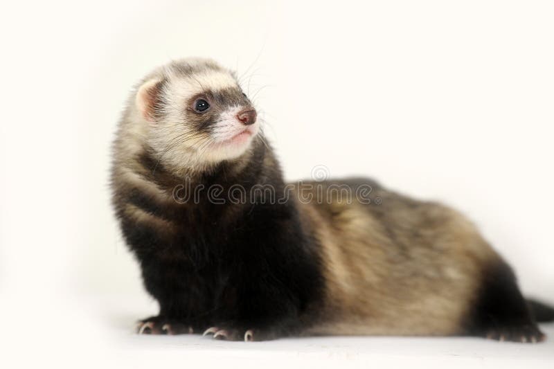 Fret stock foto. Image of binnen, geconcentreerd, profiel - 28096612