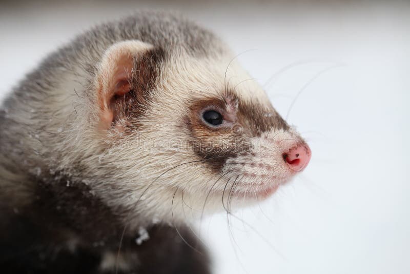 Leuke Bruine En Witte Fretten Stock Foto - Image of zoogdier, dier ...