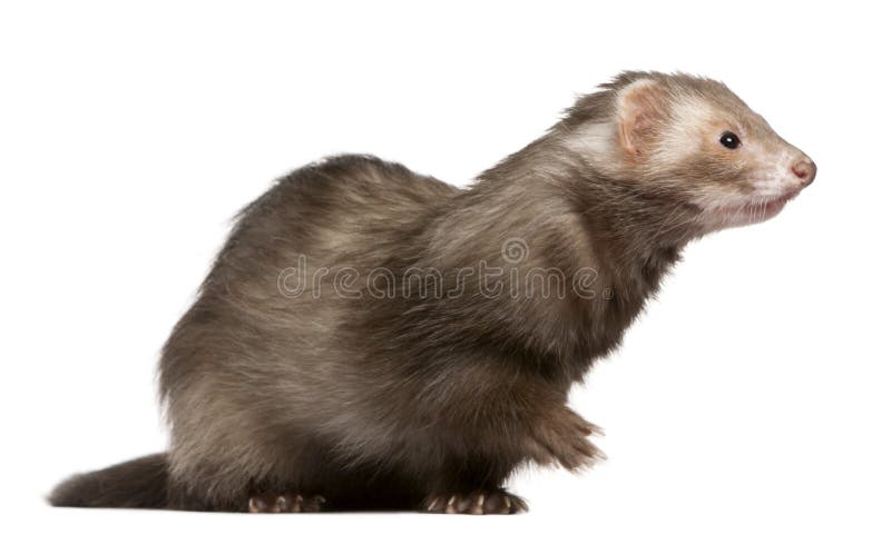 Fret, 3 Jaar Oud, Het Zitten Stock Foto - Image of zoogdier, ruimte ...