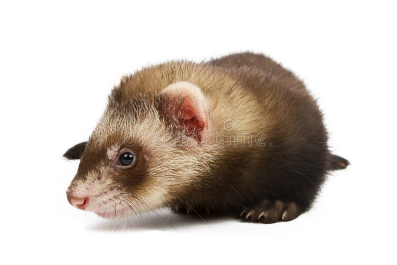 Fret stock foto. Image of dier, dieren, huisdier, pluizig - 36634578