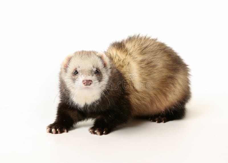 Fret stock afbeelding. Image of mooi, geïsoleerd, studio - 36658743