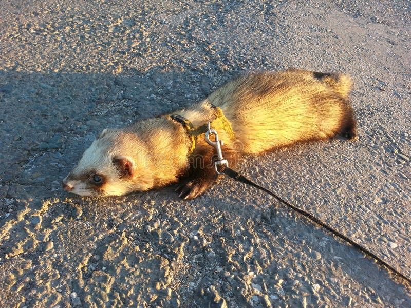 Fret stock foto. Image of vermoeid, fretten, fret, huisdieren - 37167366