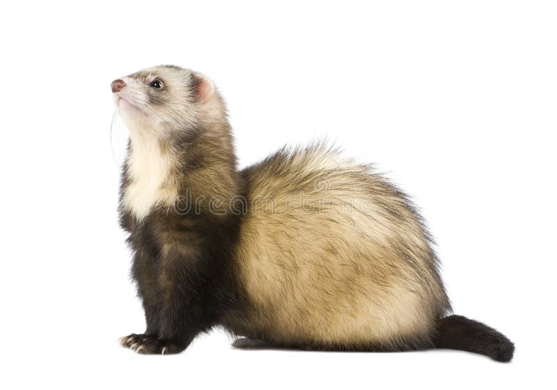 Europese Die Bunzing/Mustela-putorius in Hoog Gras Wordt Verborgen ...