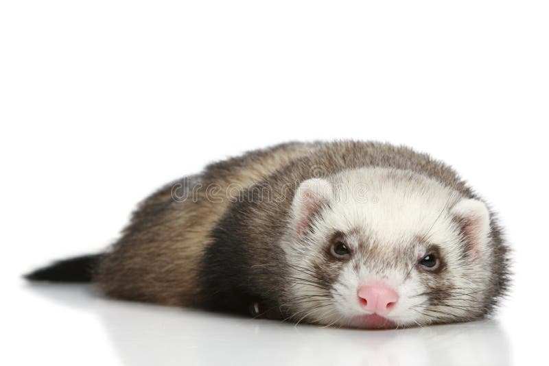 Fret Op Een Witte Achtergrond Stock Foto - Image of zitting, bont: 19246514