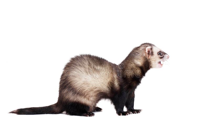 Kleur Van Een Wezel, Stalen Handschoen Op Een Witte Achtergrond Stock ...