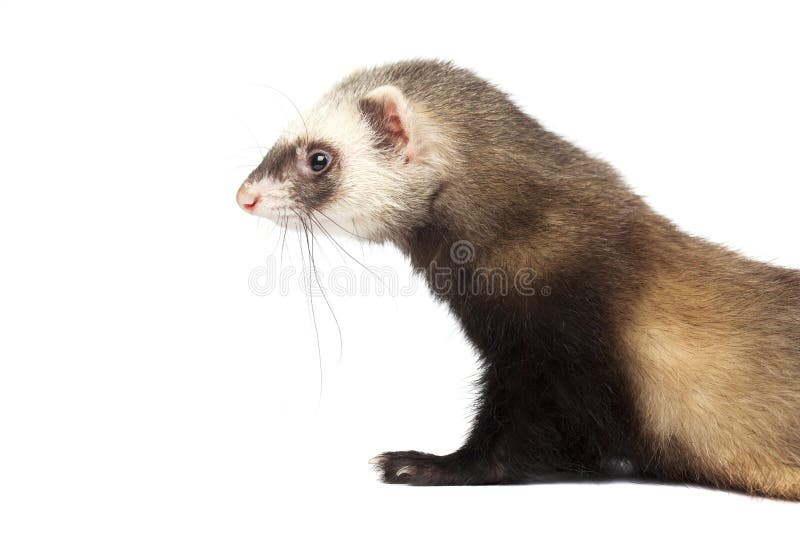 Fret Op Witte Achtergrond Wordt Geïsoleerd Die Stock Afbeelding - Image ...