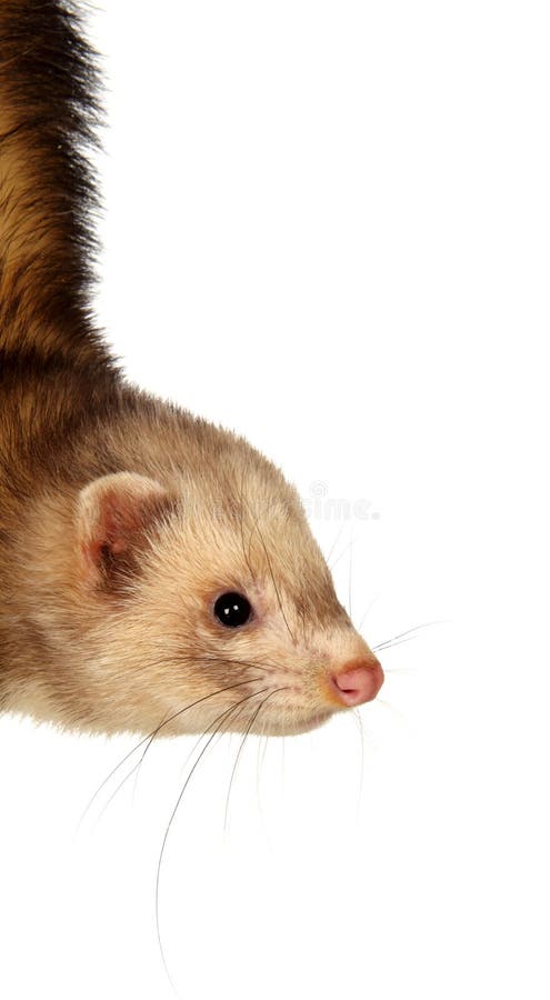 Fretka zdjęcie stock. Obraz złożonej z zaśmierdły, żelazowy - 14609976