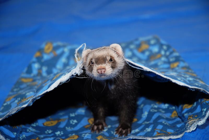 Ferretka obraz stock. Obraz złożonej z życzliwy, ferreting - 627799