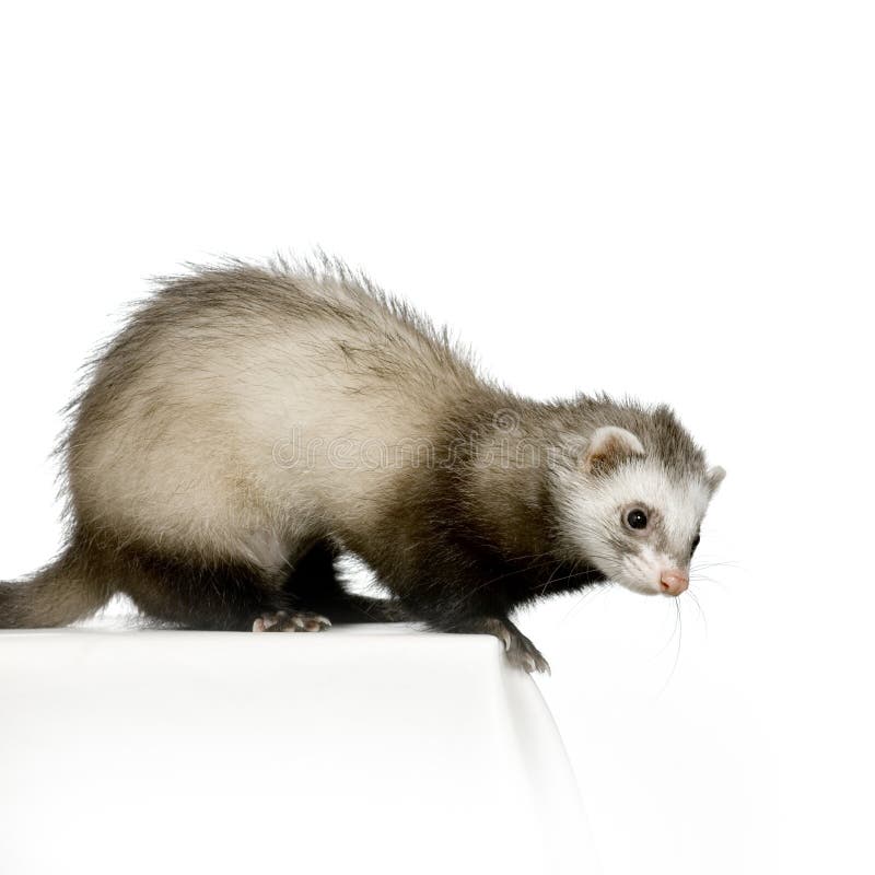 Frettchen stockfoto. Bild von freundlich, pelz, haustiere - 2303690