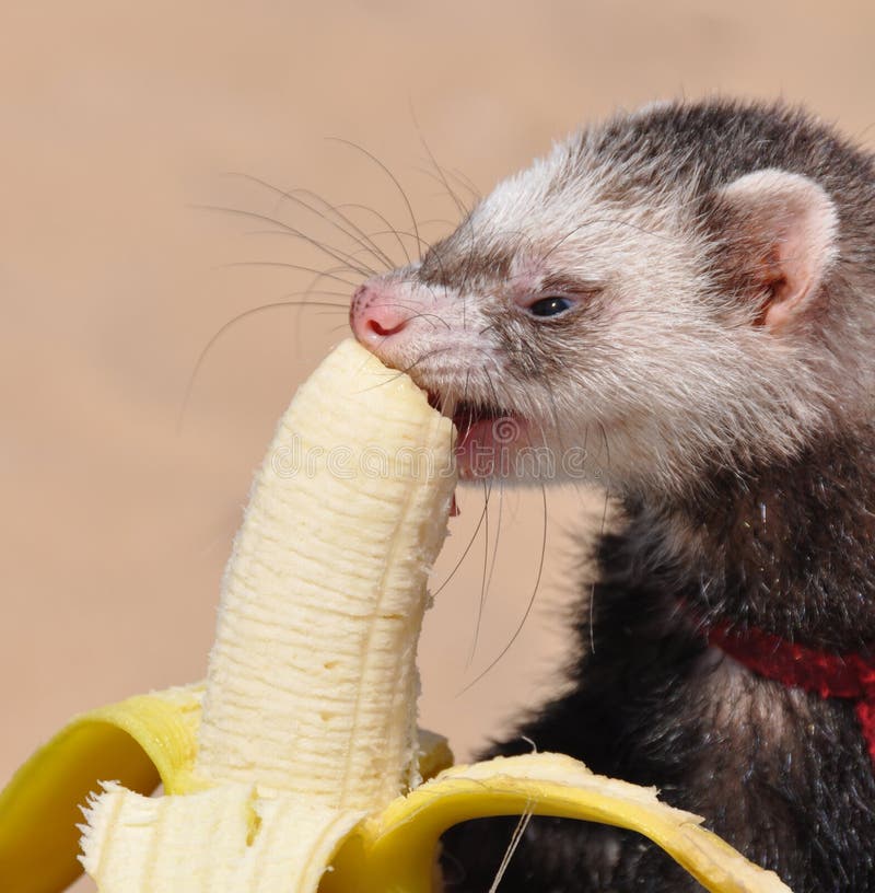 Frettchen stockbild. Bild von inländisch, raub, hungrig - 25076563