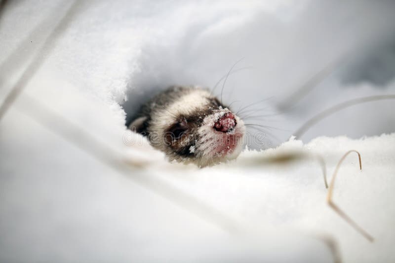 Frettchen stockfoto. Bild von säugetier, fangfederblech - 28967114