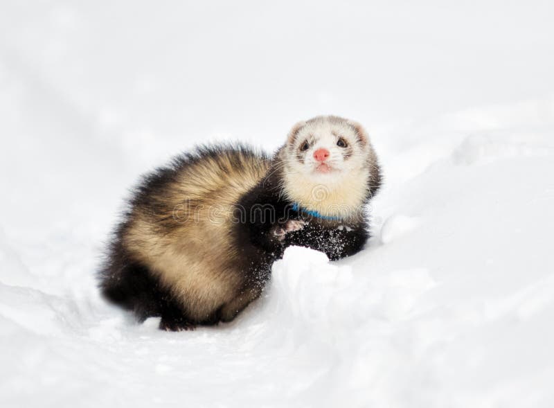 Frettchen im Schnee stockbild. Bild von fahrwerkbeine - 86313999