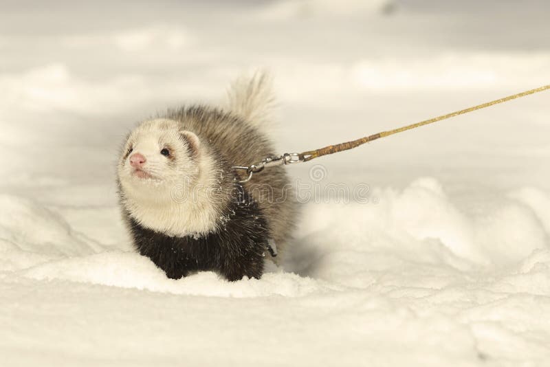 Frettchen auf einer Leine stockbild. Bild von frettchen - 41741239