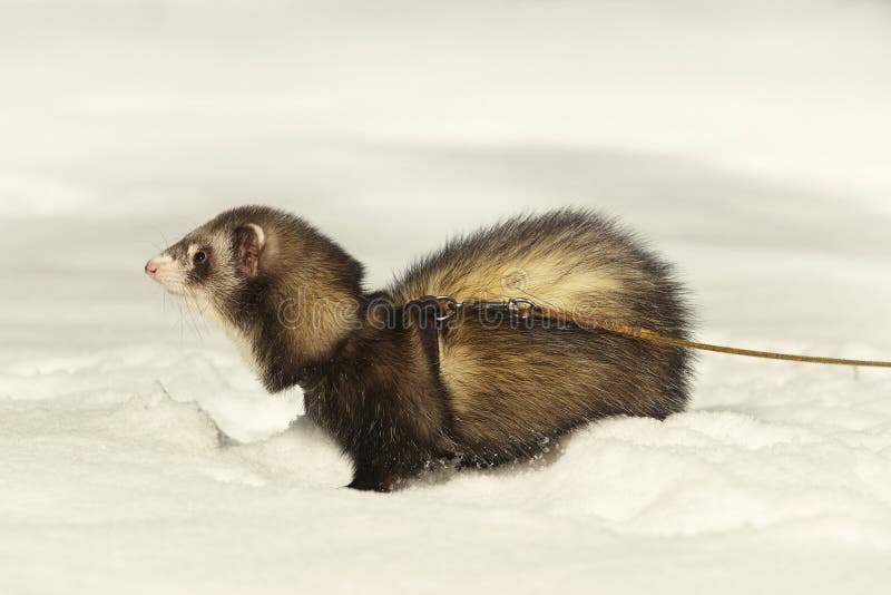 Frettchen auf einer Leine stockbild. Bild von frettchen - 41741239