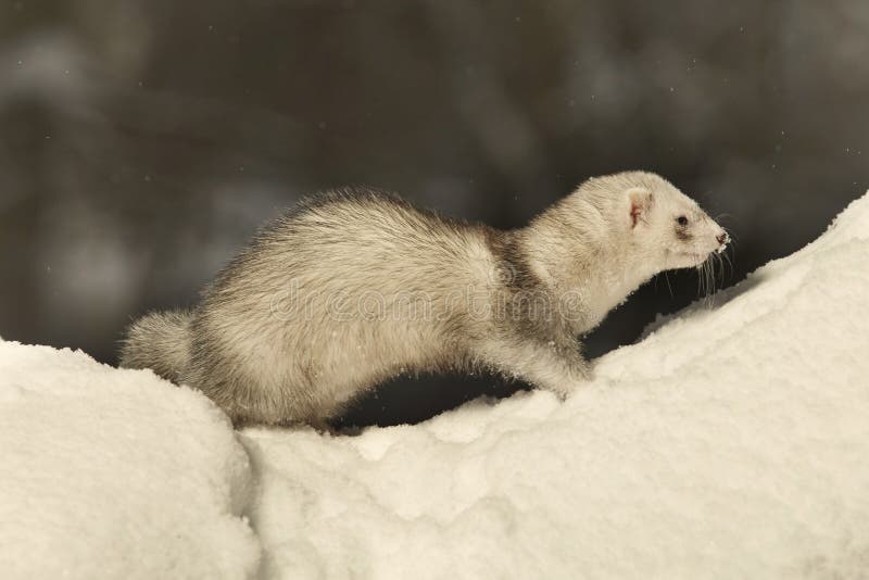 Frettchen auf einer Leine stockbild. Bild von frettchen - 41741239