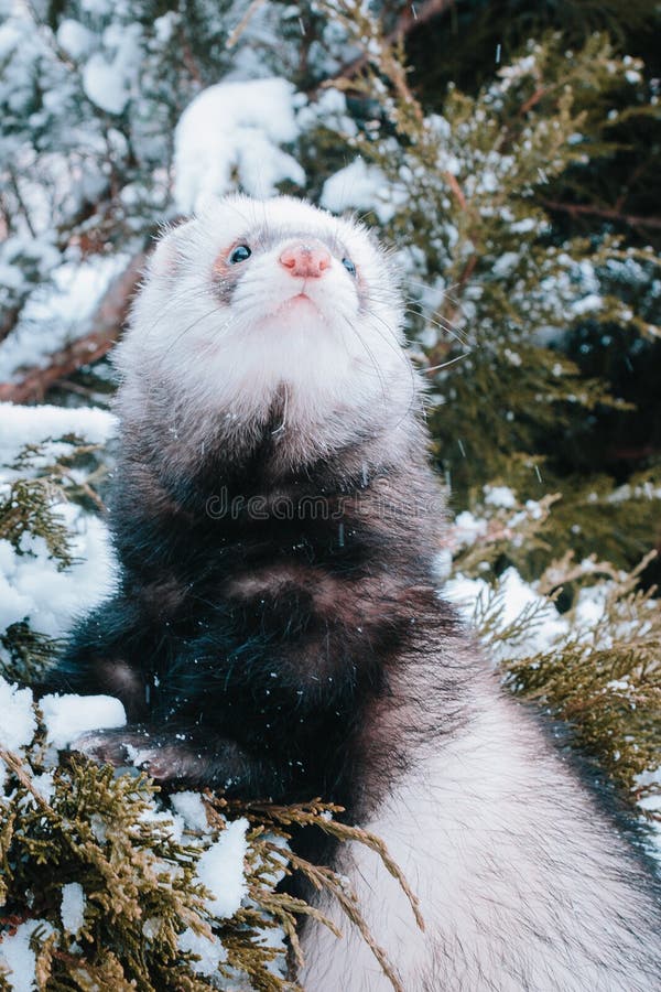 Frettchen im Schnee stockbild. Bild von fahrwerkbeine - 86313999