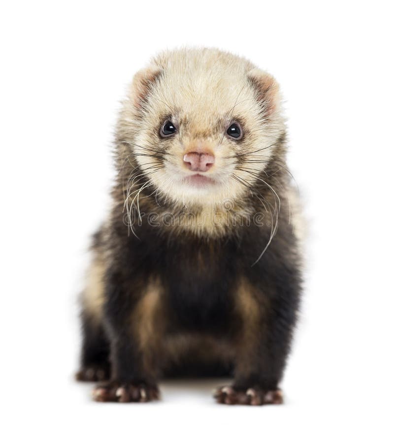 Frettchen stockfoto. Bild von freundlich, pelz, haustiere - 2303690