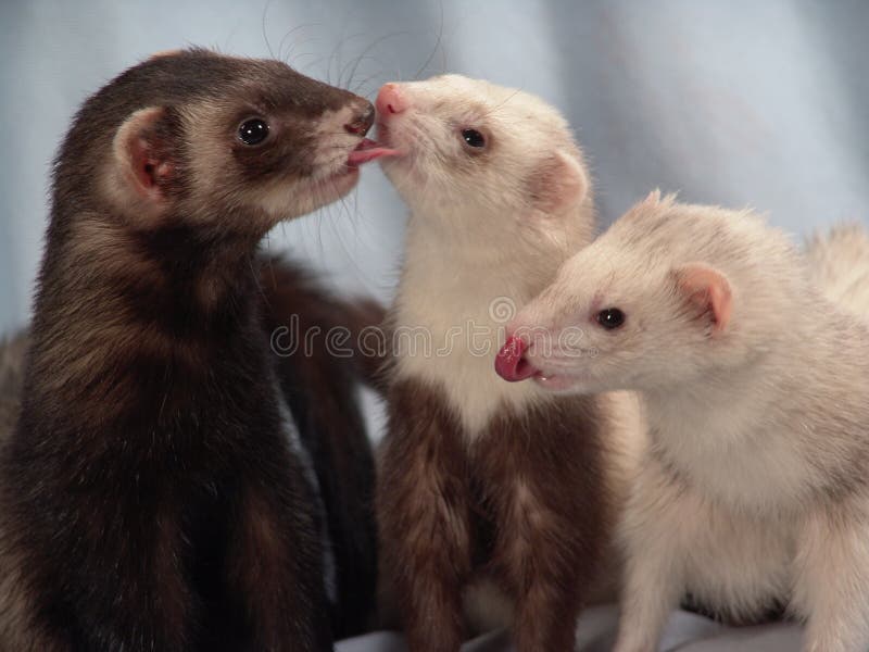 Fretten stock afbeelding. Image of drie, huisdieren, weiden - 242029