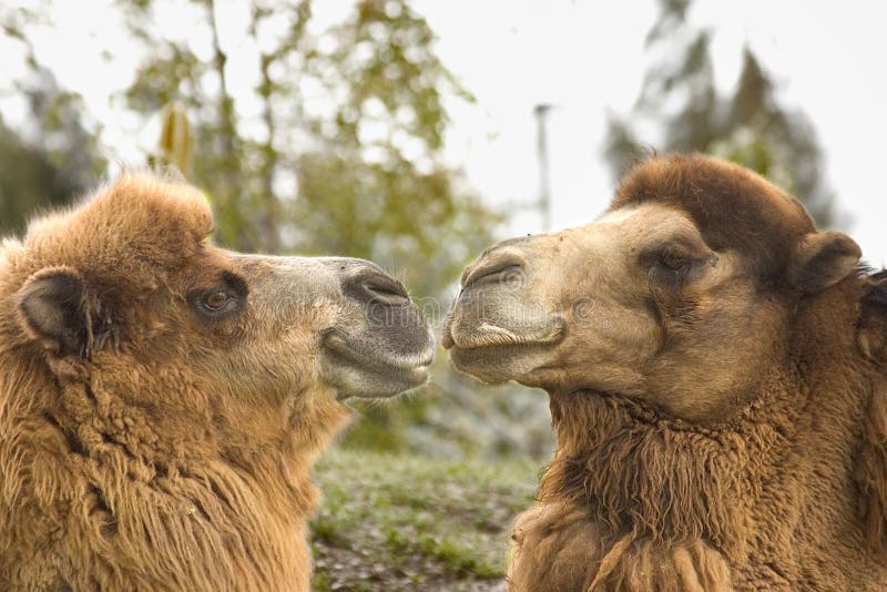Freundliche Kamele stockbild. Bild von öffnung, geschöpf - 1211887