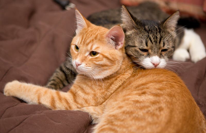 Freundschaft Der Zwei Katzen Stockfoto - Bild von tiere, entspannung ...
