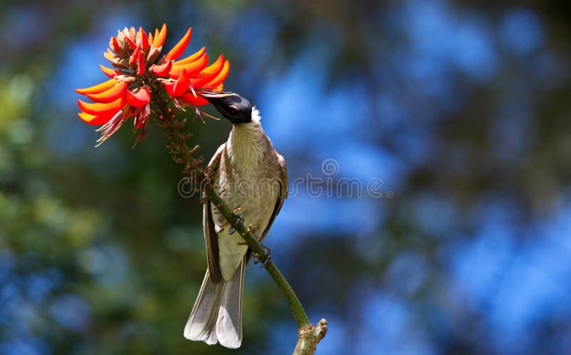 Friarbird Also Called a Leatherhead Stock Photo - Image of flower, tree ...