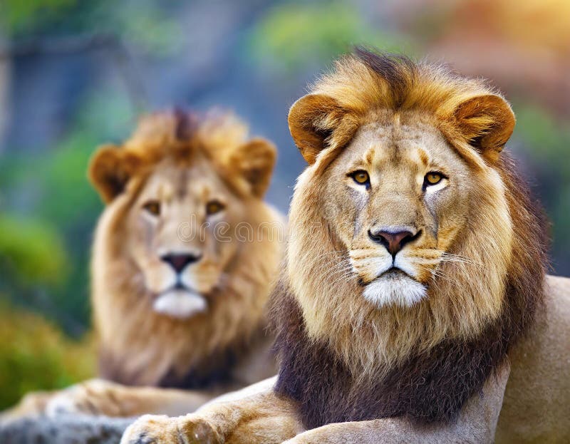 Frican Lion Couple. Pair of Wildlife Pride Predator Animals Stock ...