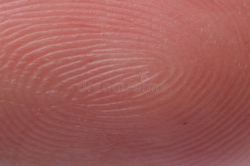 Friction Ridges on Finger As Background, Macro Stock Photo - Image of ...