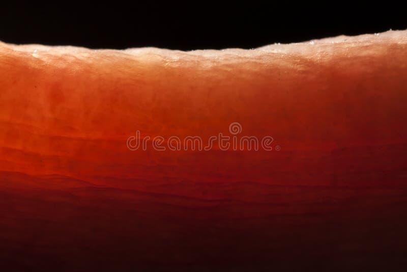 Friction Ridges stock photo. Image of ridge, uniqueness - 57692350