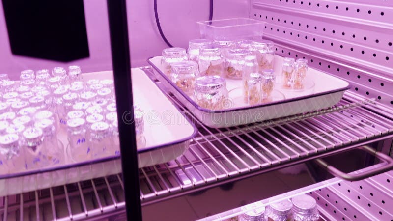 Fridge at the Laboratory with Empty Flasks and Green Plants. Stock ...