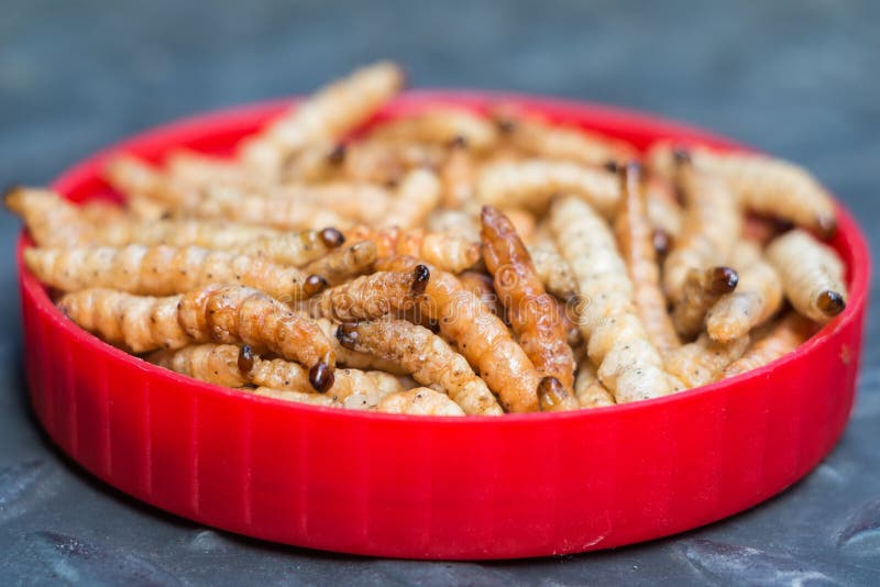 Fried bamboo larvae stock image. Image of delicious, nature - 54625031