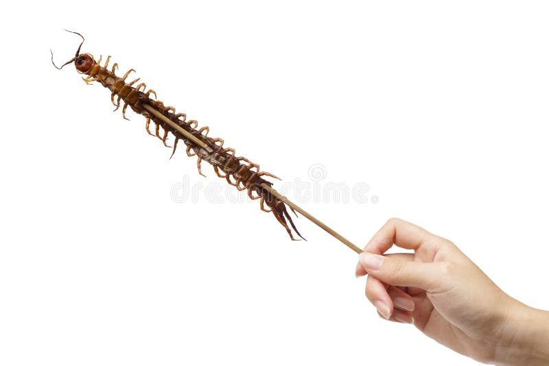 Fried centipede stock image. Image of macro, eating, centipedes - 92498681