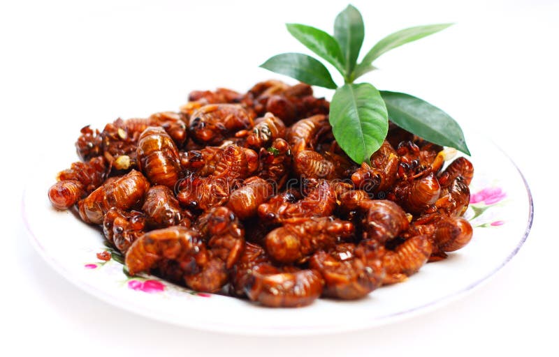 Fried Cicada Pupa, Chinese Cuisine Stock Image - Image of insects ...