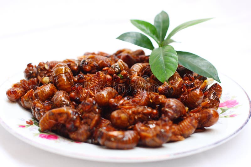 China Delicious Food--fried Cicada Stock Image - Image of exotic ...
