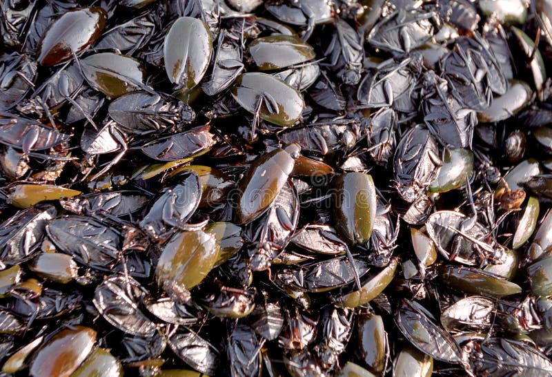 Fried cockroaches stock photo. Image of bugs, nutrition - 2054238