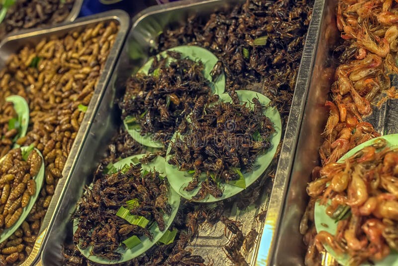 Thai Cockroaches Stock Photos - Free & Royalty-Free Stock Photos from ...