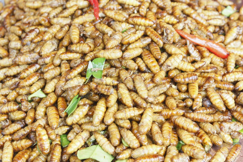 Fried Cocoons stock image. Image of meal, deep, gourmet - 21358317