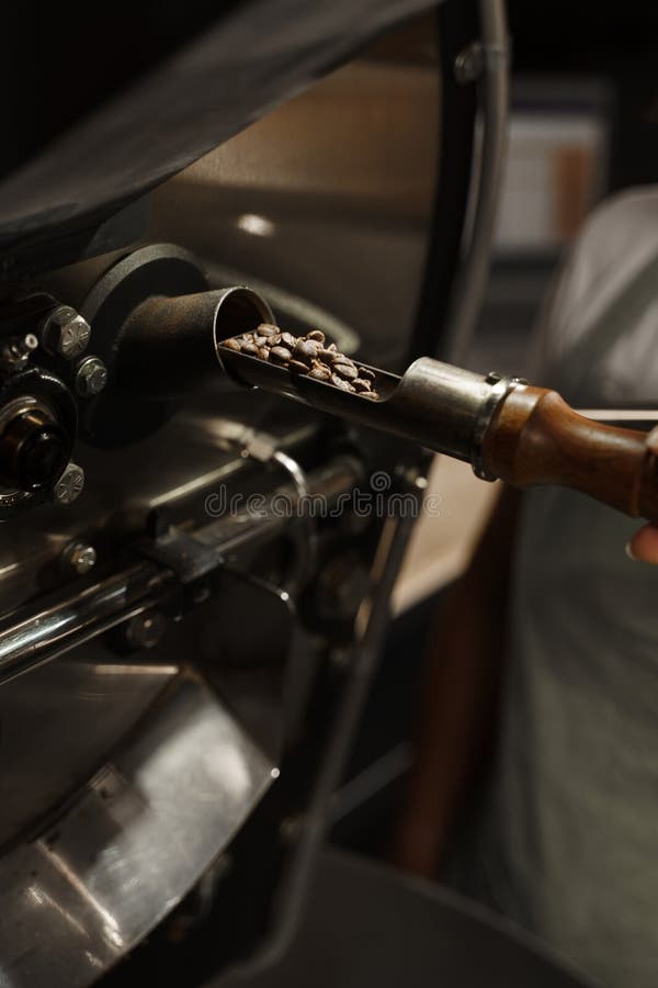 Fried Coffee Grains in the Facility. Professional Coffee Bean Roasting ...